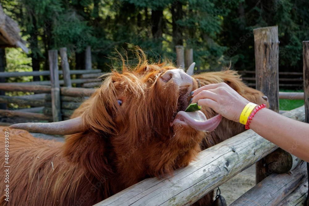 alpine cows reach out with their tongues for food in the biopark, cows ...