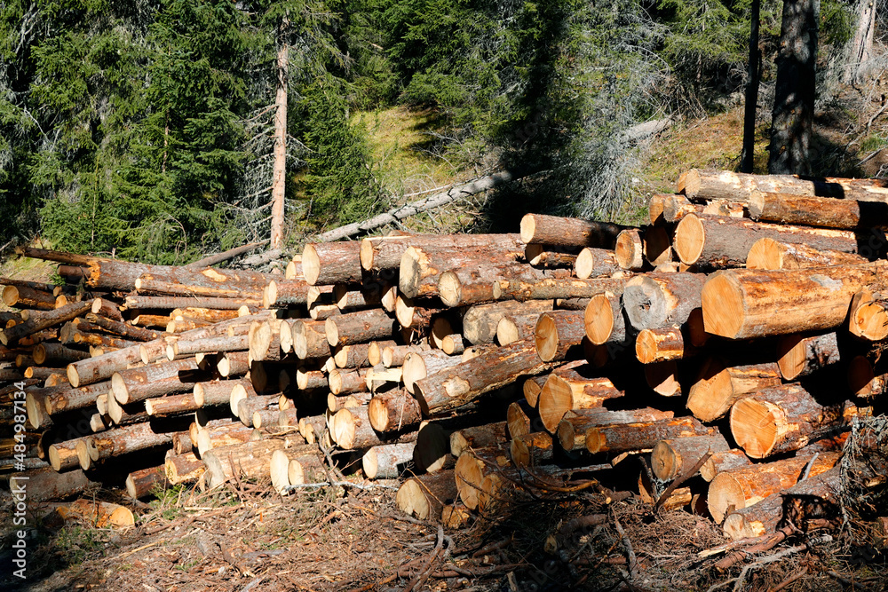 Deforestation of forest nature. Deforestation of forest trees. Natural ...