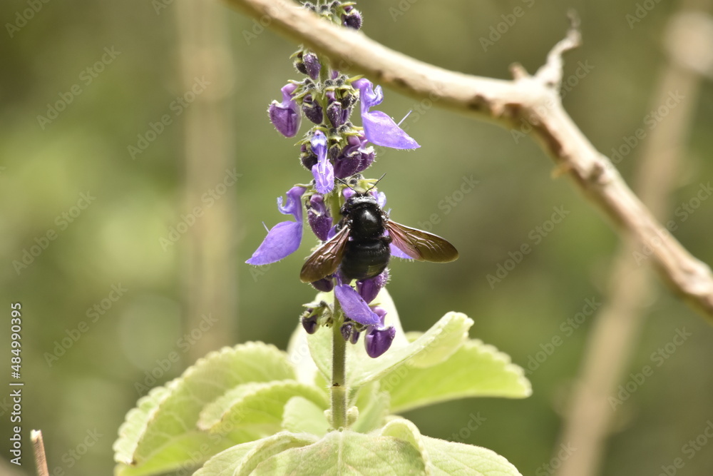 pequeno inseto pousado em planta flor do campo em closeup - natureza ...
