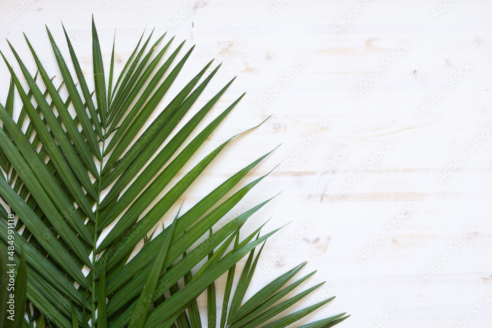 Isolated palm branch on a white wood background with copy space Stock ...