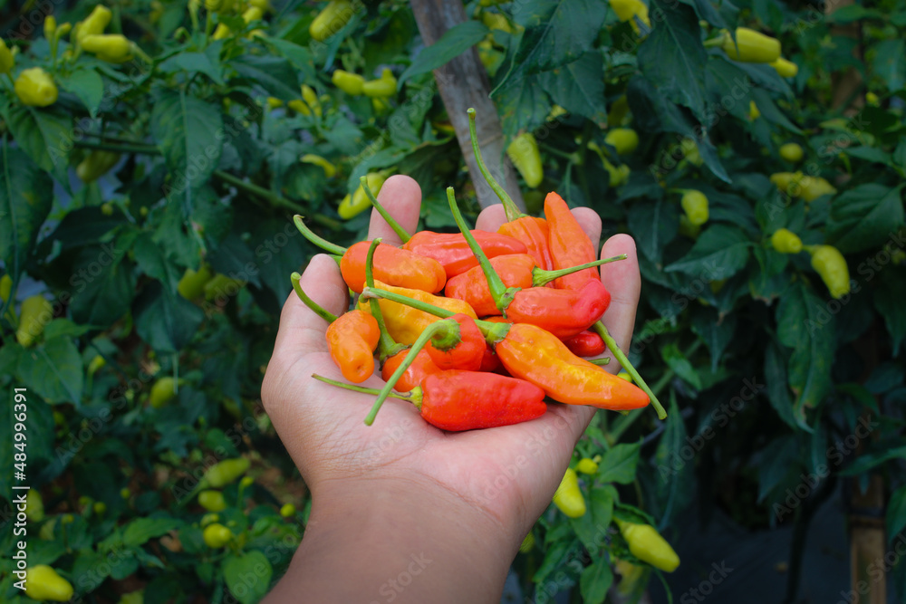 a bunch of datil peppers or cabai rawit merah (also known as Capsicum ...