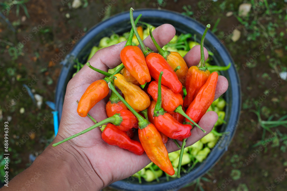 a bunch of datil peppers or cabai rawit merah (also known as Capsicum ...