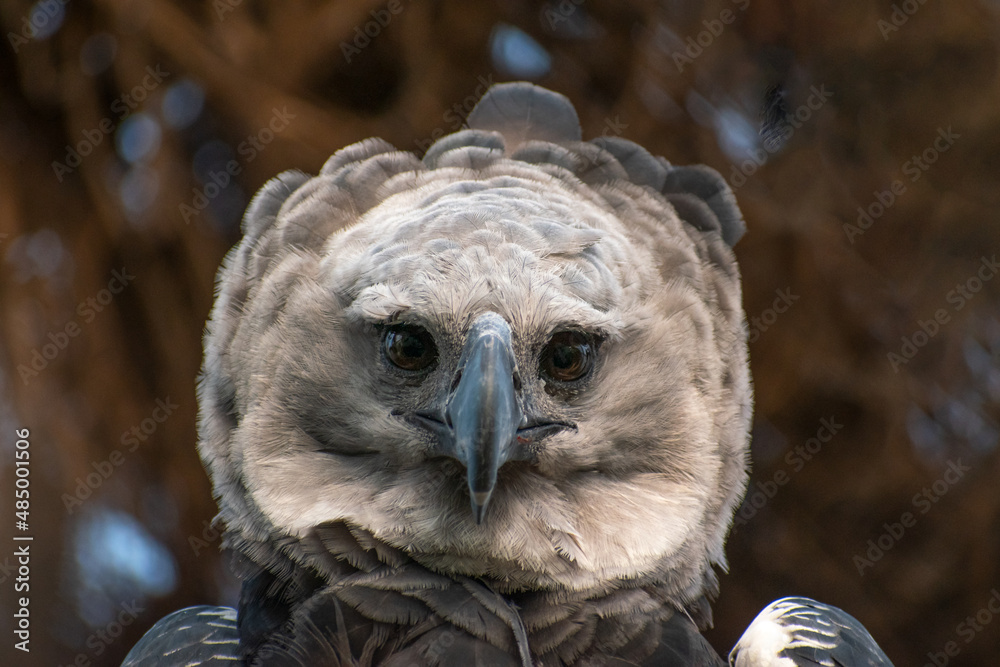 Harpy eagle harpyja, harpy eagle at rest in its natural habitat staring ...