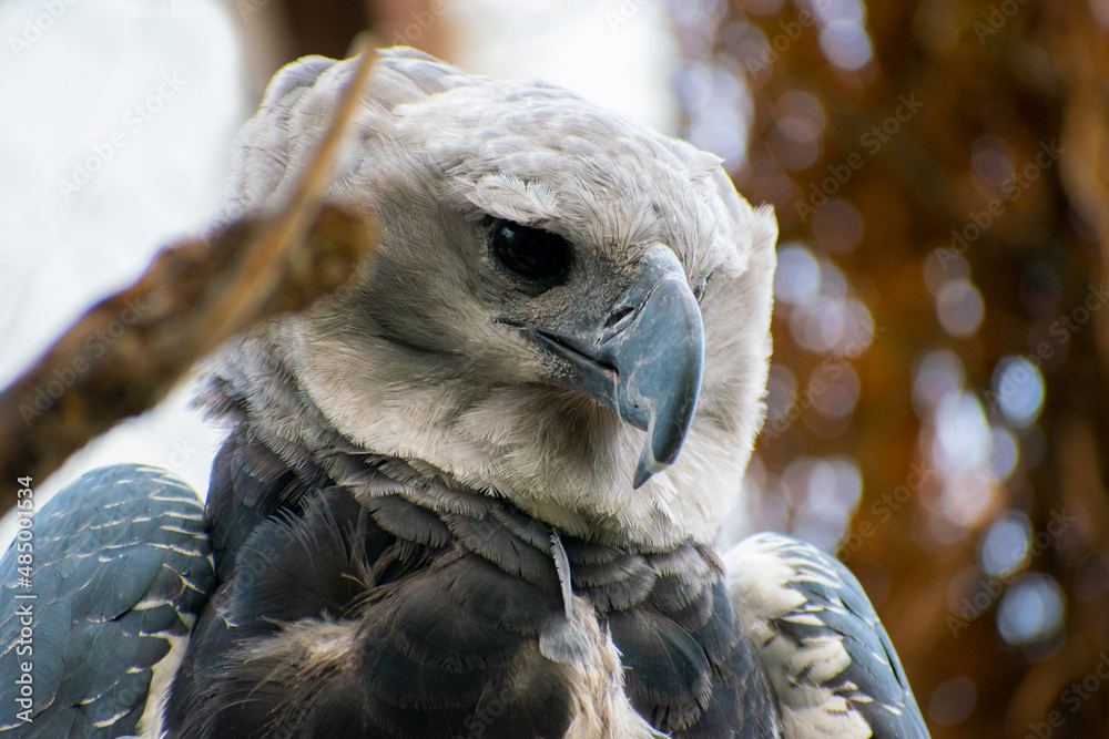 harpy eagle Harpia harpyja close-up the world's largest harpy eagle ...