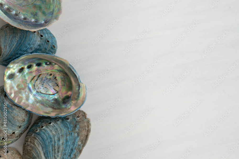 Collection of New Zealand Paua Abalone Shells from Above on White ...