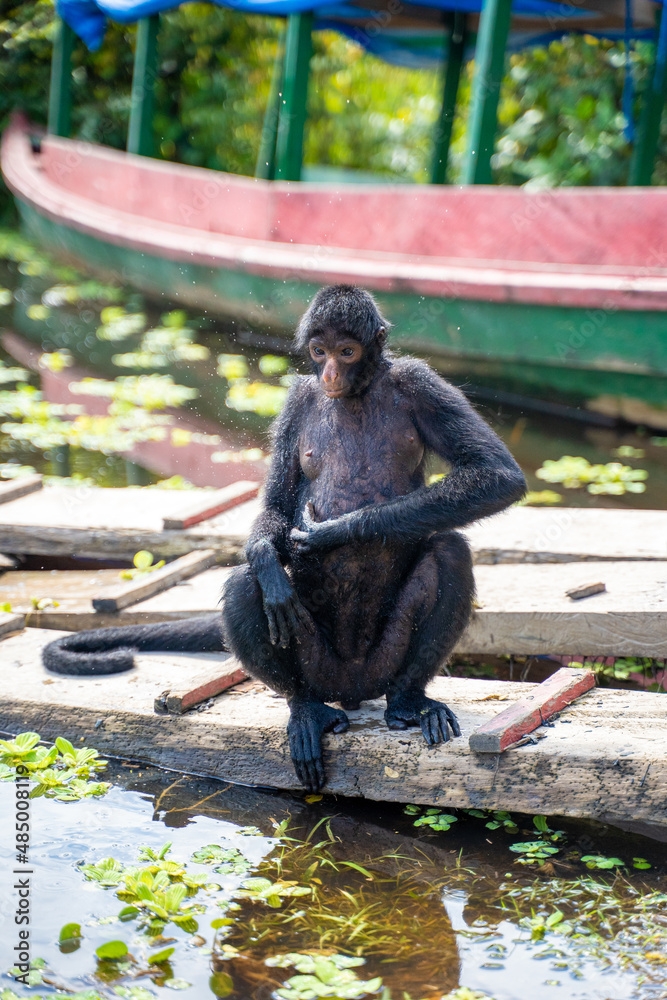 Female spider monkey, at the Community November 3, The Village ...