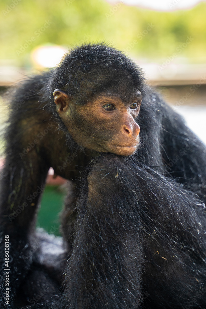 Female spider monkey, at the Community November 3, The Village ...