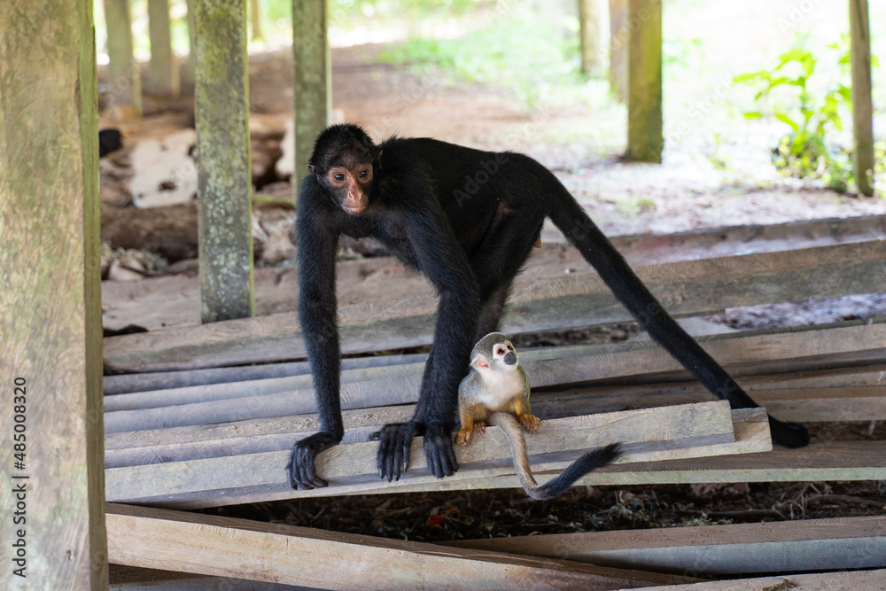 Female spider monkey, at the Community November 3, The Village ...