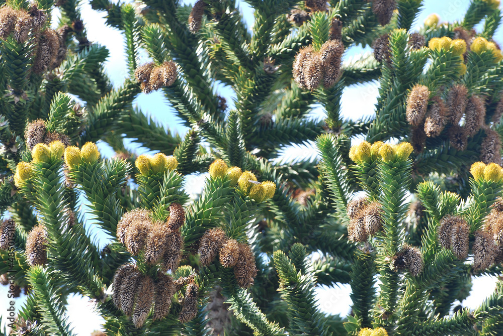 The Male Cone of Araucaria Araucana, Commonly Known as Monkey Puzzle ...