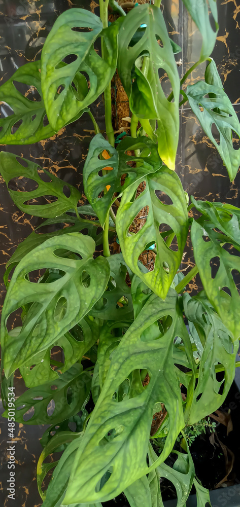 Monstera Acuminata, Monstera Adansonii, Monstera Obliqua are plants ...
