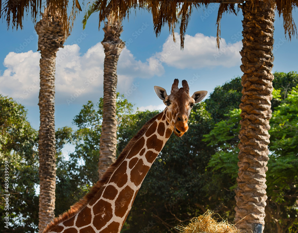 Fantastic scene with giraffe stands with his mouth open with a ...