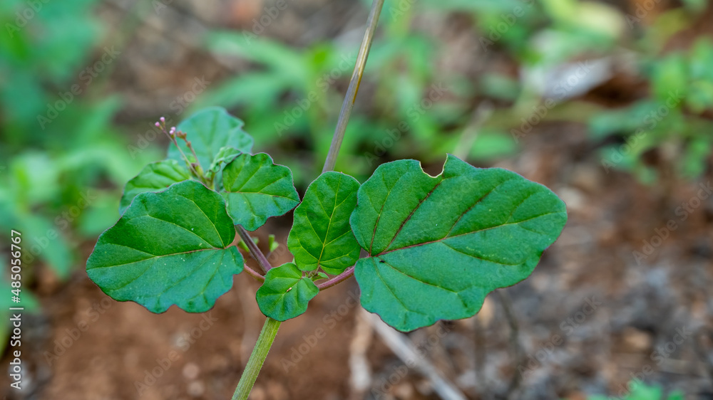 Boerhavia erecta or Erect spiderling or Erect boerhavia, commonly known ...