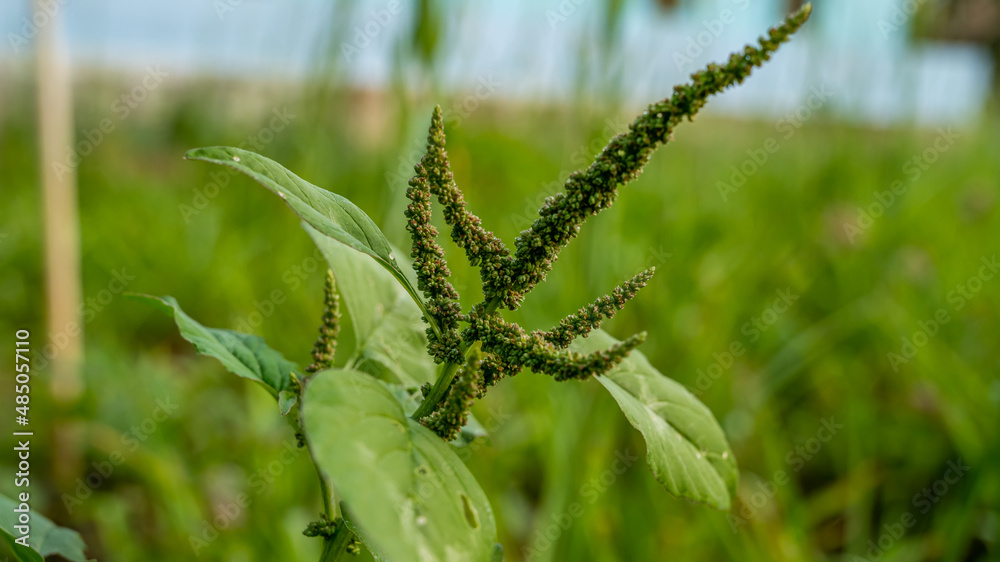 Amaranthus viridis is a cosmopolitan species in the botanical family ...