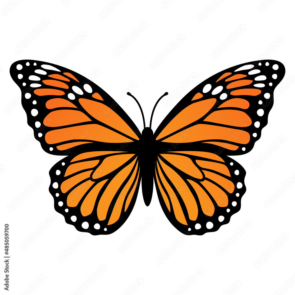 Monarch butterfly. Vector illustration isolated on white background ...