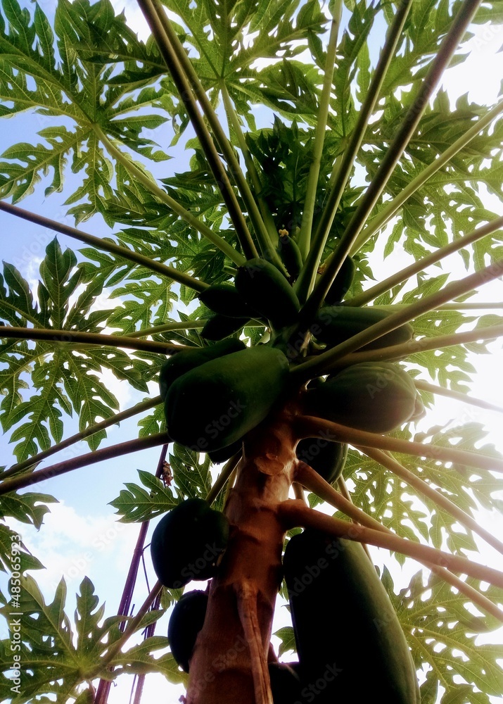 Árbol de lechosa con frutos Stock Photo | Adobe Stock
