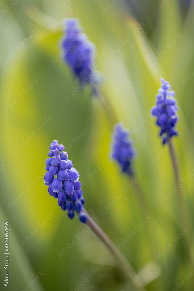 Common grape hyacinth: a species of Grape hyacinths, also known as ...