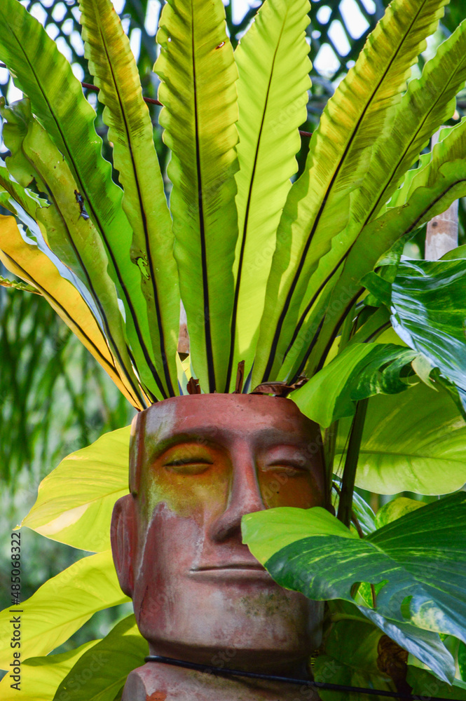 Bird's-nest Fern Planted in a Easter Island Massive Megalith Moai Head ...