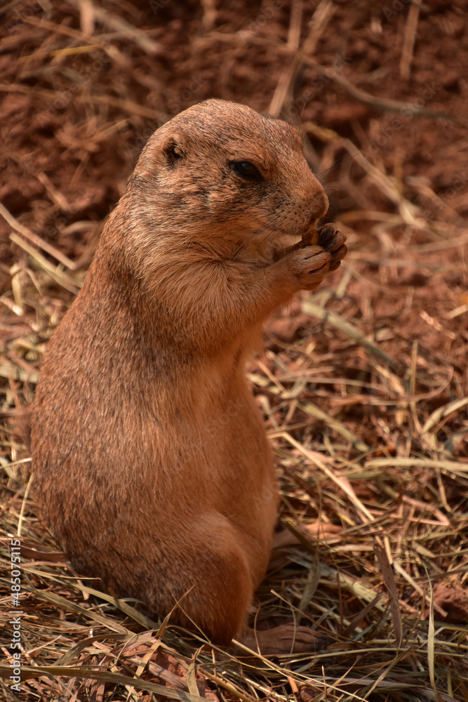 Attentive and Alert Prairie Dog Standing Up Stock Photo | Adobe Stock