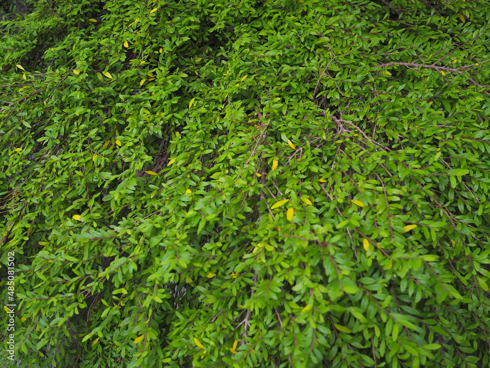 Choose focal point of Mousetail plant or ceylon phyllanthus with small ...