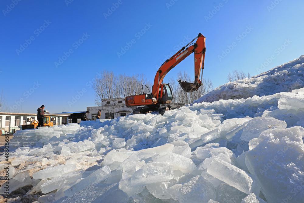 Farmers are sorting out ice cubes and piling them up into huge piles of ...
