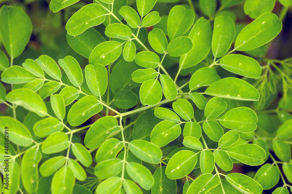 Kelor or Drumstick tree (Moringa oleifera) green leaves selected focus ...