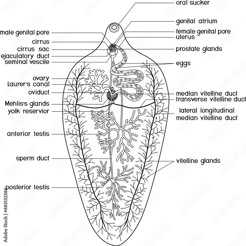 Vecteur Stock Coloring page with structure of reproductive system of ...