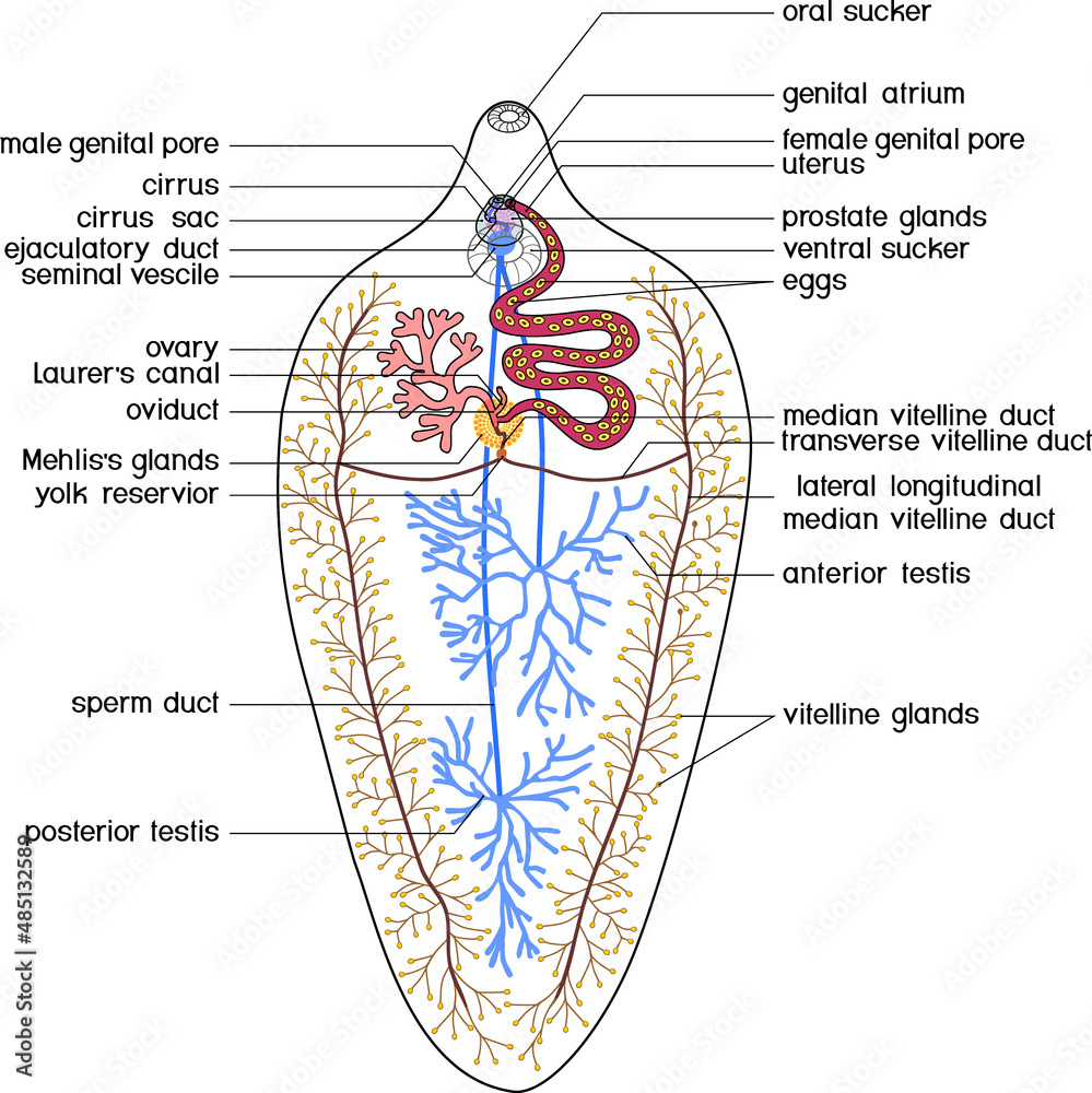 Vecteur Stock Structure of reproductive system of Sheep liver fluke ...