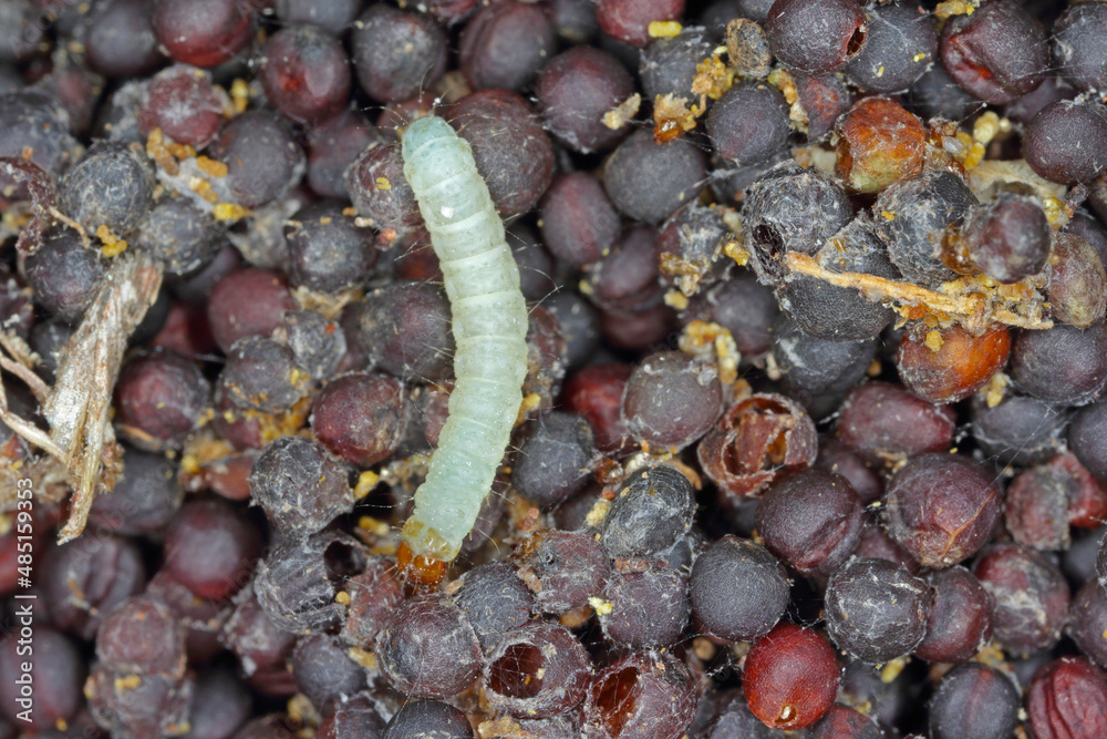 Canola seeds damaged by Indian mealmoth Plodia interpunctella. Visible ...