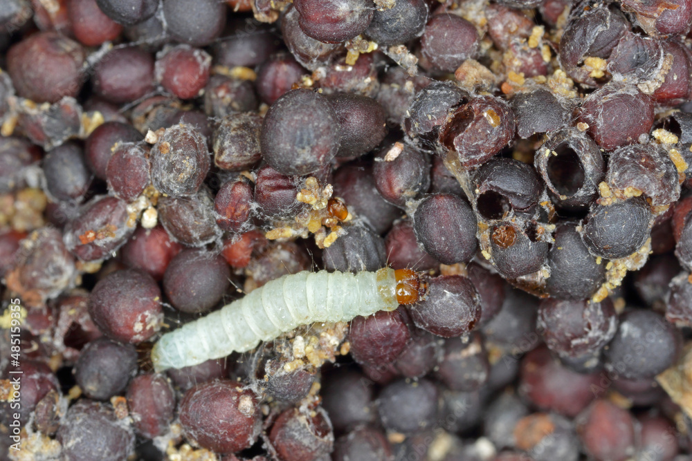 Canola seeds damaged by Indian mealmoth Plodia interpunctella. Visible ...