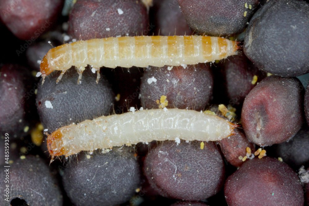 Foto de Larva and beetle of confused flour beetle Tribolium confusum ...