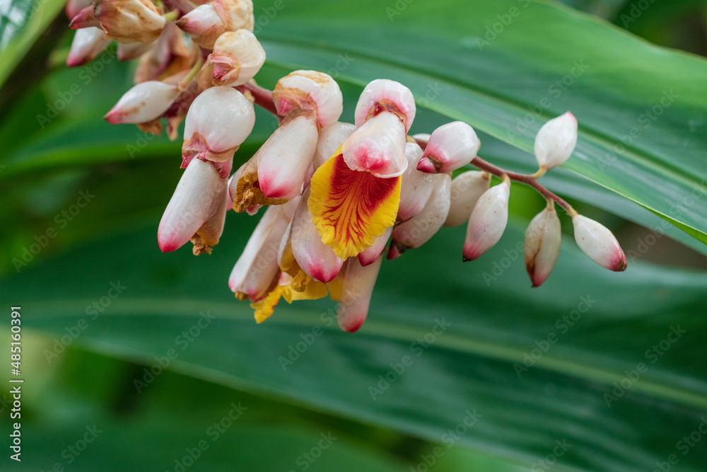 Shell ginger (alpinia zerumbet) Stock Photo | Adobe Stock