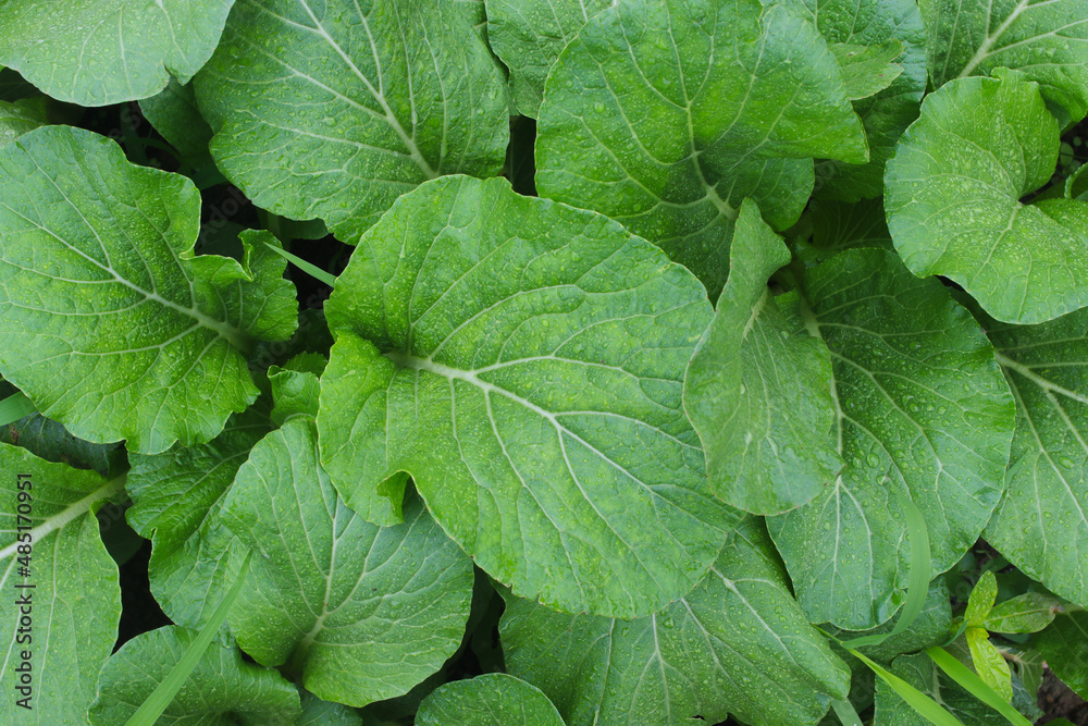 Choy sum plants with dew drops growing on a farm in the morning. Choy ...