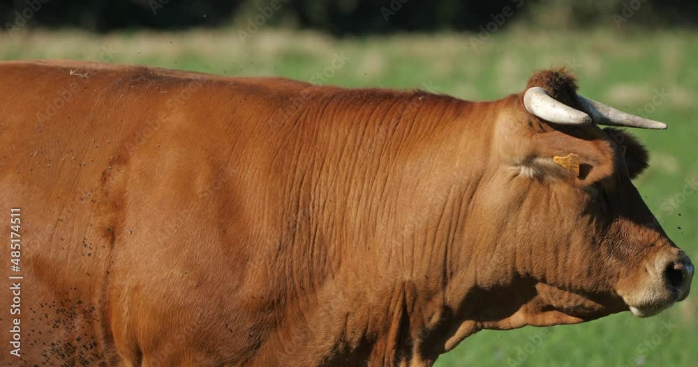 The male of the limousin cattle. The limousin is a French breed of beef ...