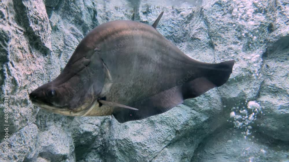 FISH SPOTTED FEATHERBACK in aquarium Stock Video | Adobe Stock