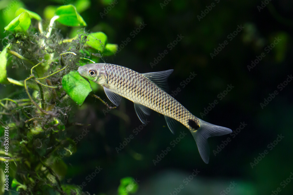 Crossocheilus reticulatus - Silver Flying Fox Stock Photo | Adobe Stock