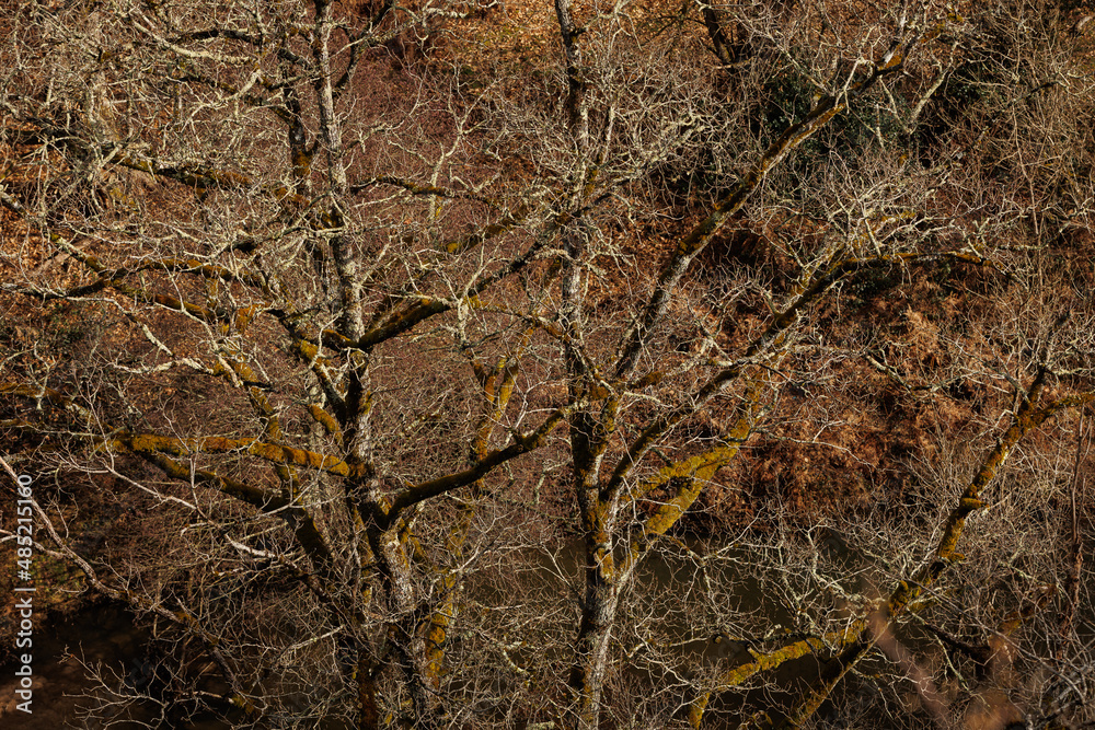 Branches of old tree in wintertime Stock Photo | Adobe Stock