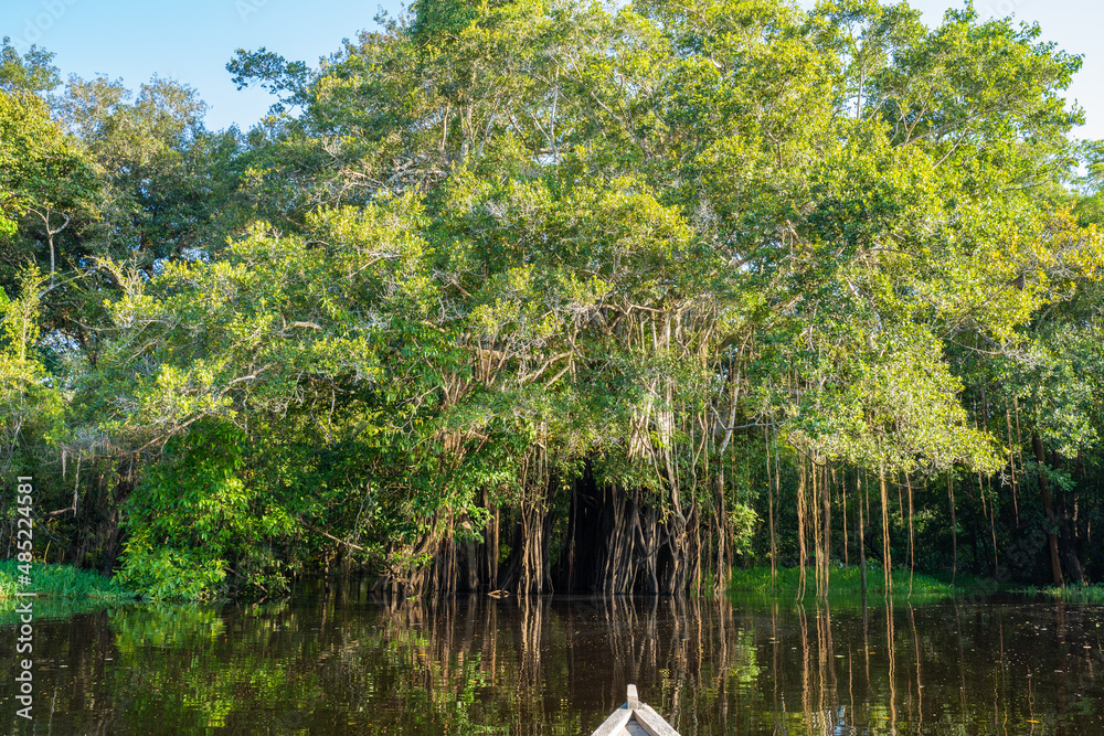 Typical landscape of the Amazon, Amazon Rainforest, Colombia Stock ...