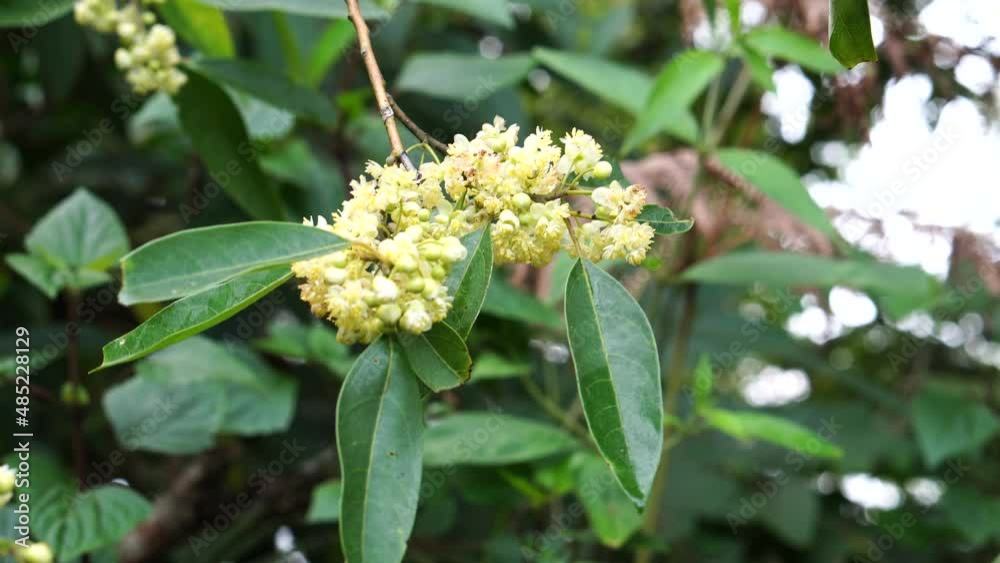Litsea cubeba Pers. Plant that occurs on mountains. vídeo do Stock ...