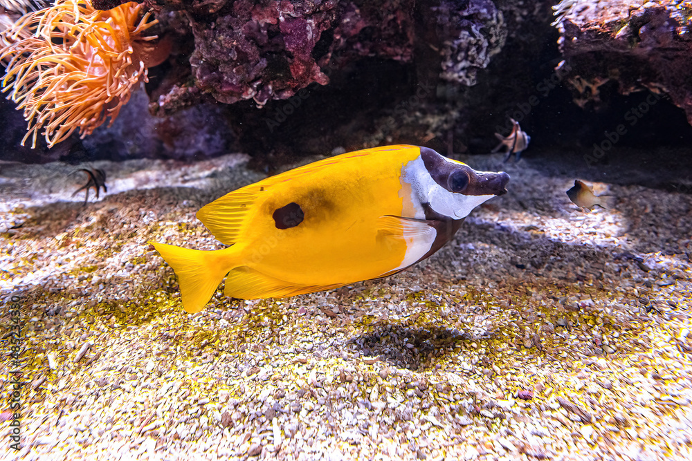 Foxface rabbitfish: Siganus vulpinus species of family Siganidae. Fish ...