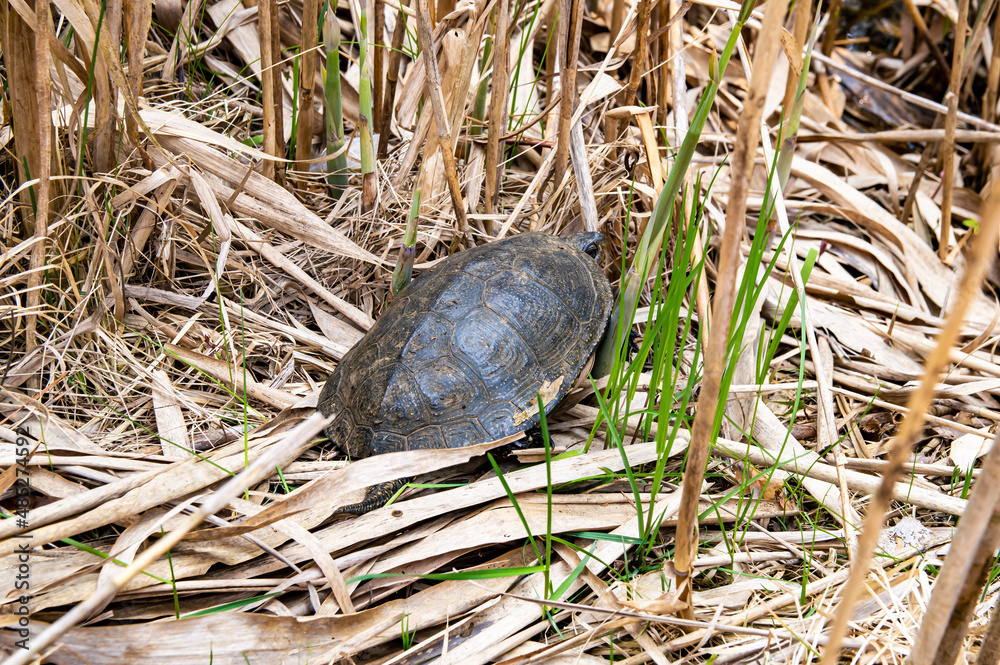 Animal freshwater turtle trachemys scripta elegans in nature. Trachemys ...