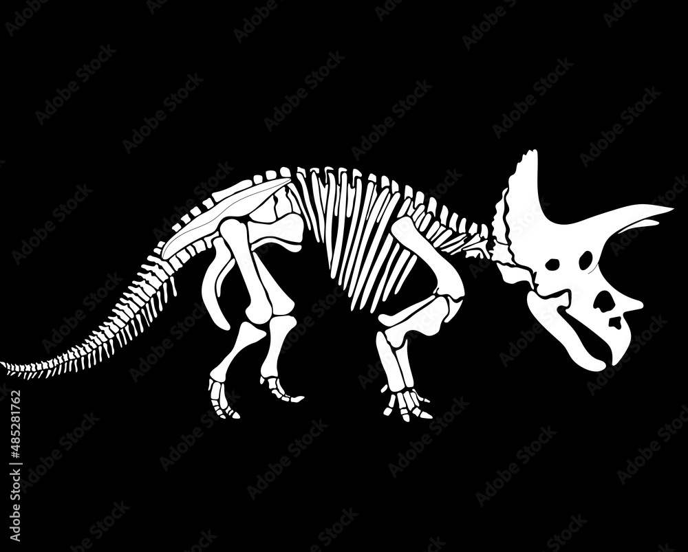 Triceratops dinosaur graphic skeleton on black background, vector ...