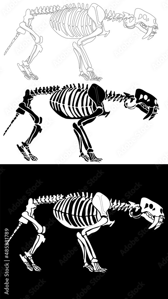 Set of Graphic skeleton of a smilodon on a white background. vector ...