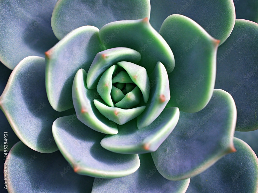 Macro succulent Cactus plant ,Echeveria elegans ,Rose Cabbage ,thick ...