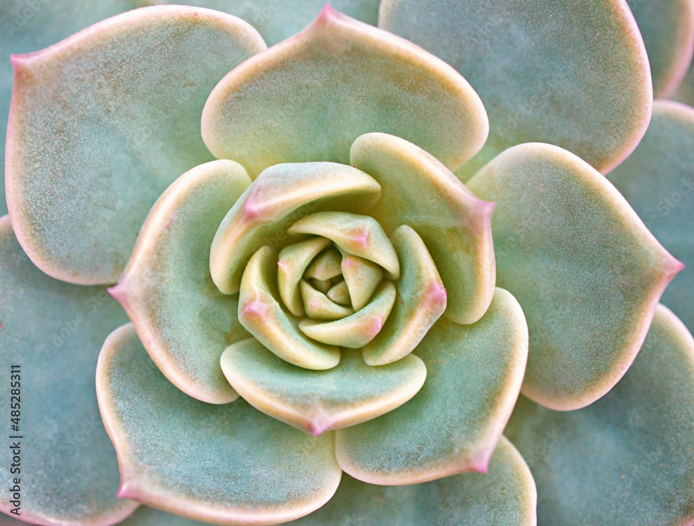 Macro succulent Cactus plant ,Echeveria elegans ,Rose Cabbage ,thick ...