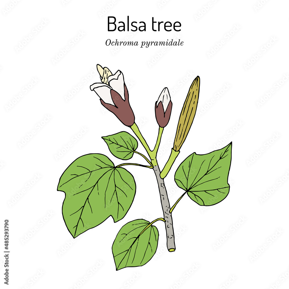 Balsa tree Ochroma pyramidale , poisonous plant Stock Vector | Adobe Stock
