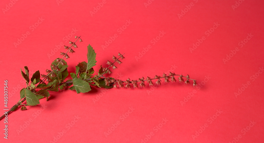 Holy basil, tulasi or tulsi, is an aromatic perennial plant in the ...