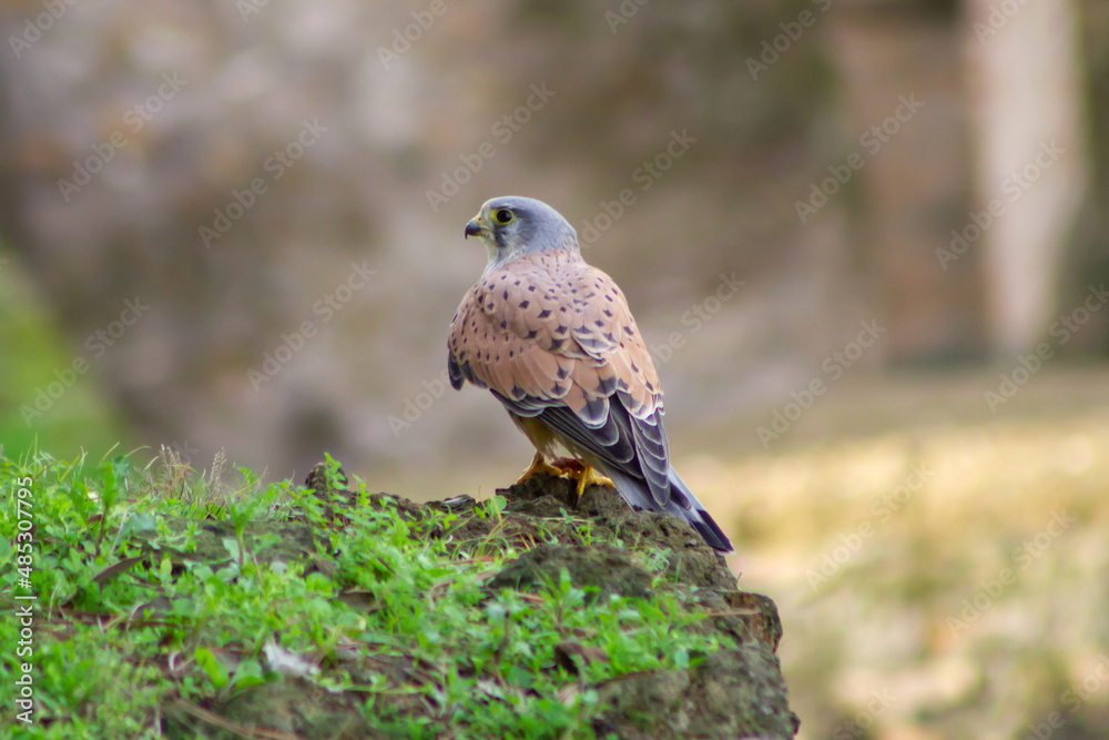 Beautiful common kestrel (Falco tinnunculus) in nature,is a bird of the ...