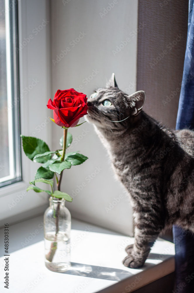 Side view of a cute grey cat smelling a red rose on a window sill Stock ...