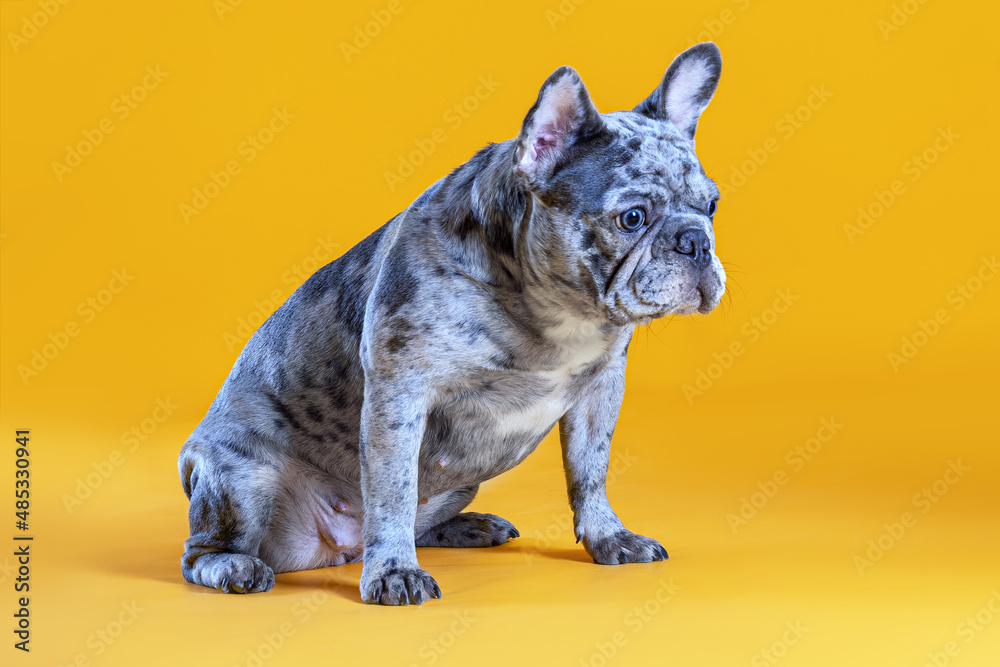 Beautiful young French Bulldog sitting on yellow background and looks ...