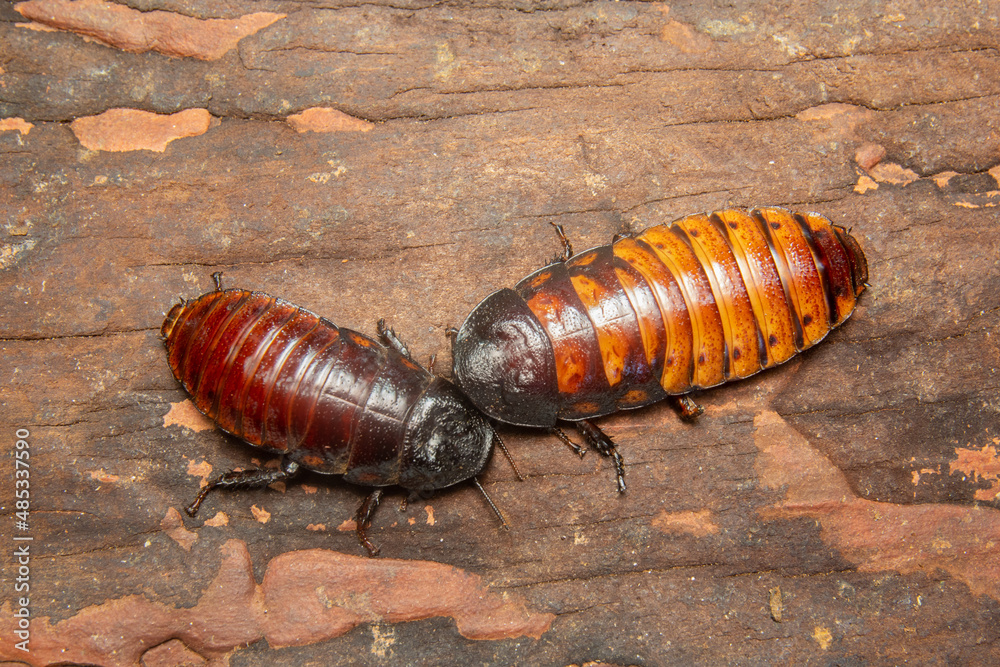 big tropical cockroach Female of Gromphadorhina portentosa , one of the ...